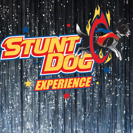 Stunt Dogs - Indy Arts Council